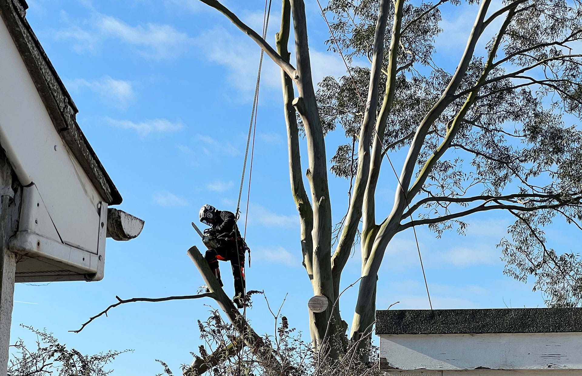 Expert Tree Care & Landscaping Services | Second Nature